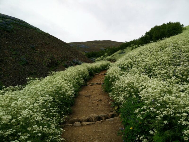 Mount Esja Trail – Hiking Iceland | Nail the Trail