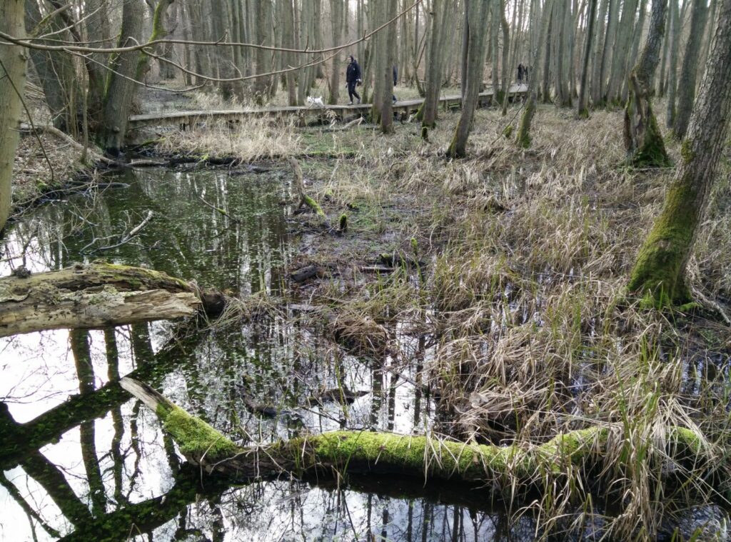 Moesgaard Museum Trail - Hiking Denmark | Nail the Trail