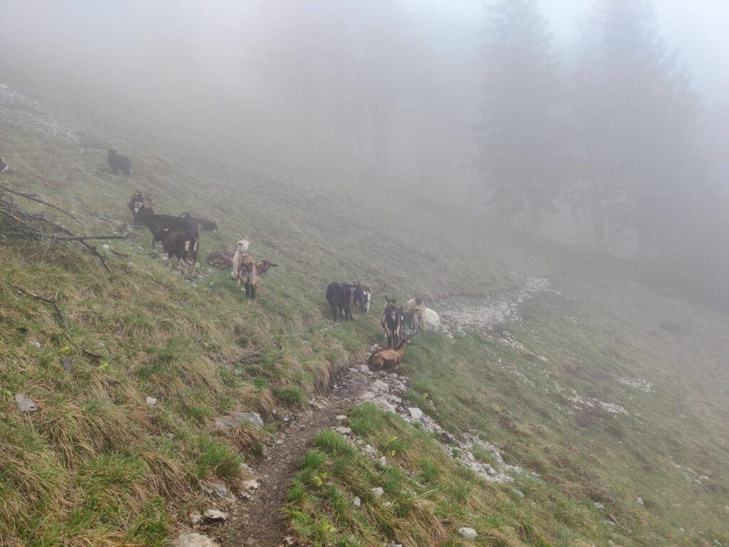 Hiking Tolsti Vrh and Kriska Gora in Slovenia | Nail the Trail